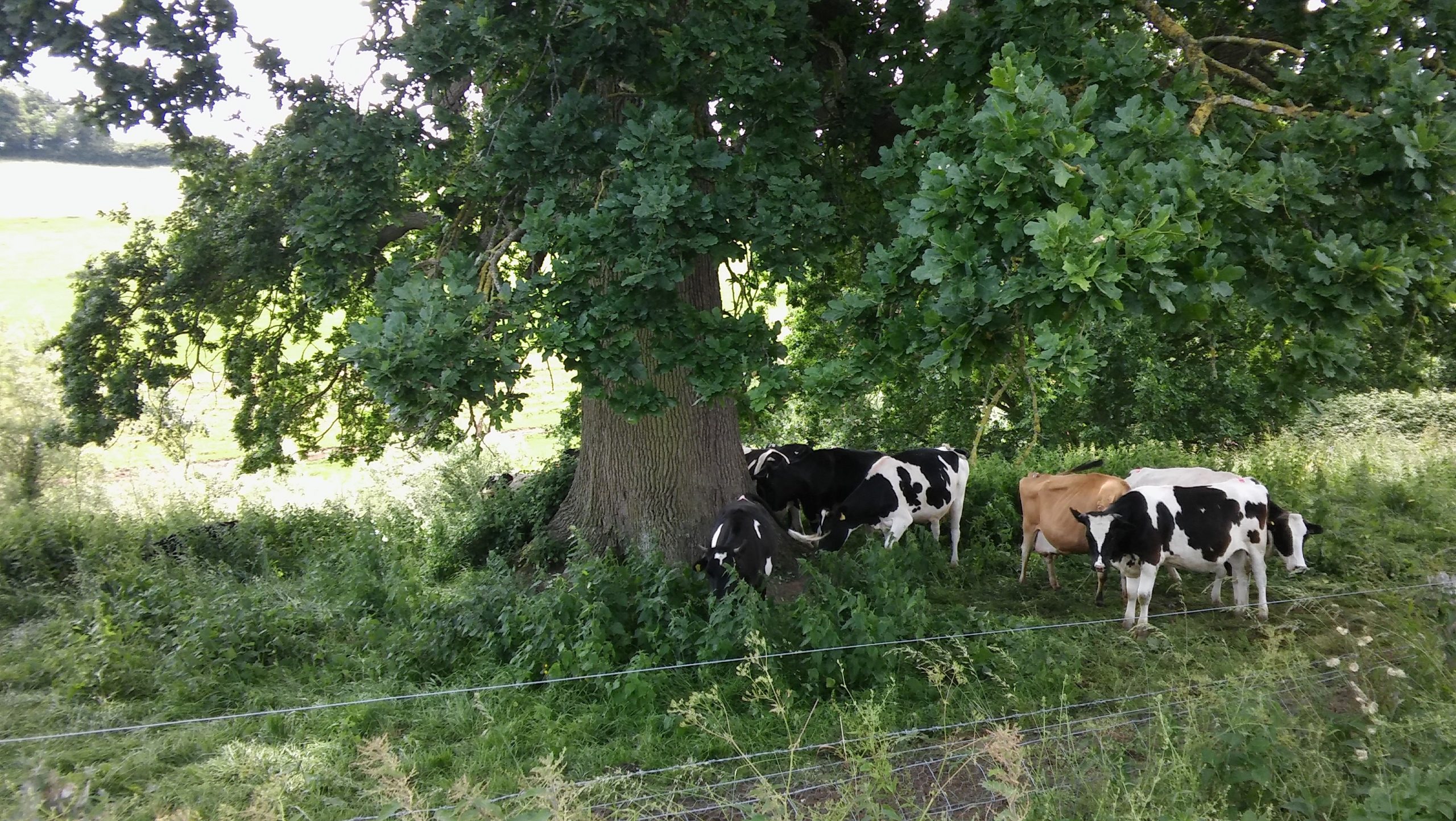 20180615_111716-cows in shade of oak - Biodynamic Land Trust