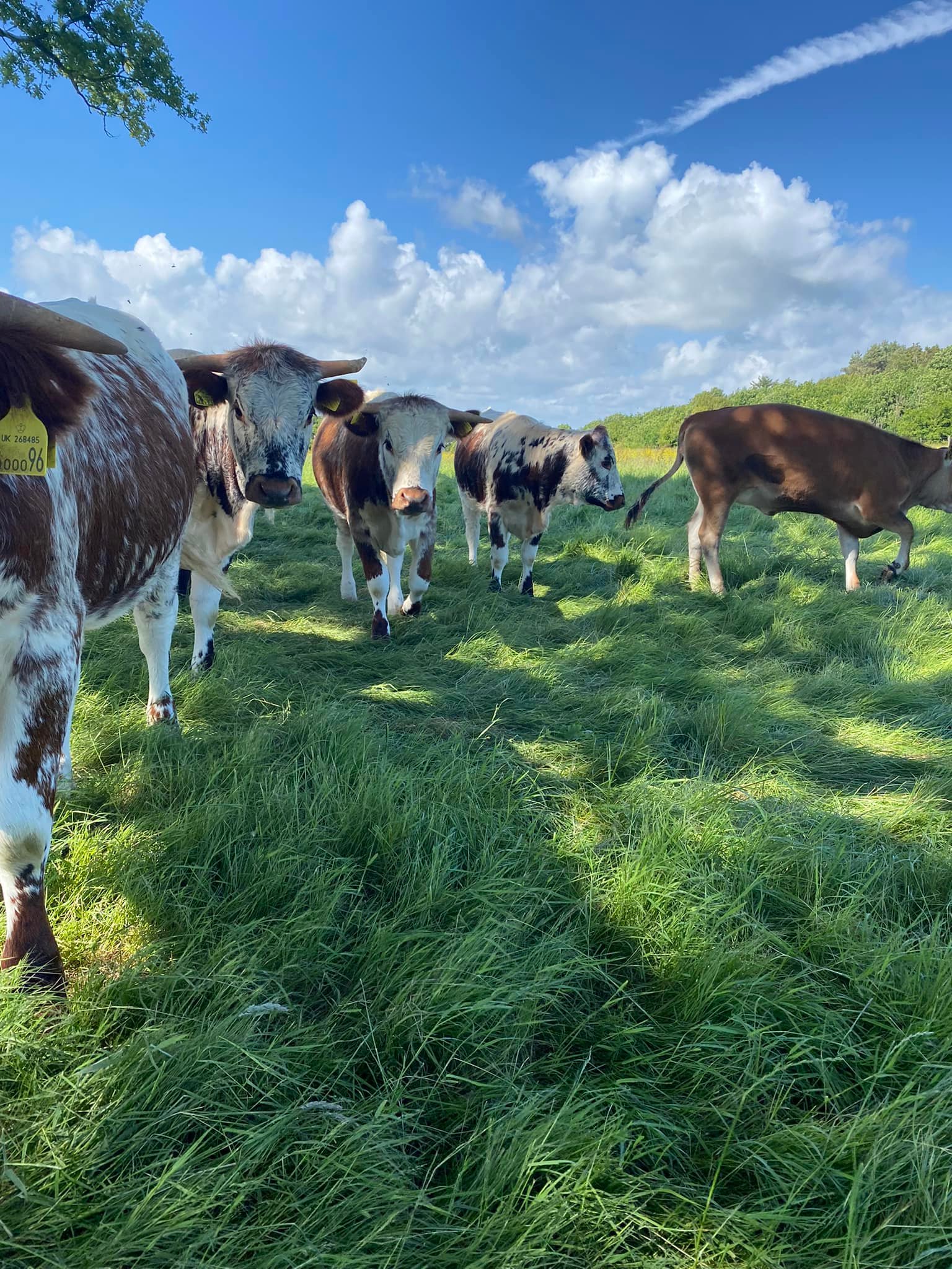 Springham-Cows - Biodynamic Land Trust