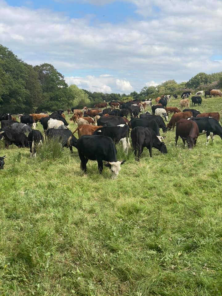 springham cows - Biodynamic Land Trust